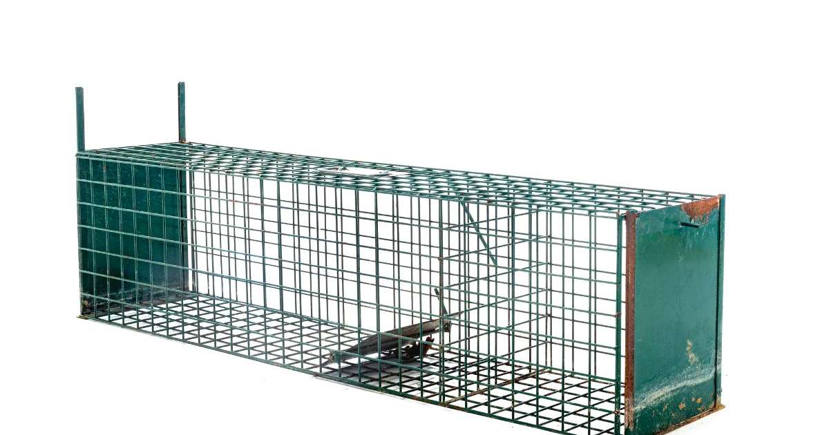 The Best Live Traps Of 2026: Reviews And Buyers Guide