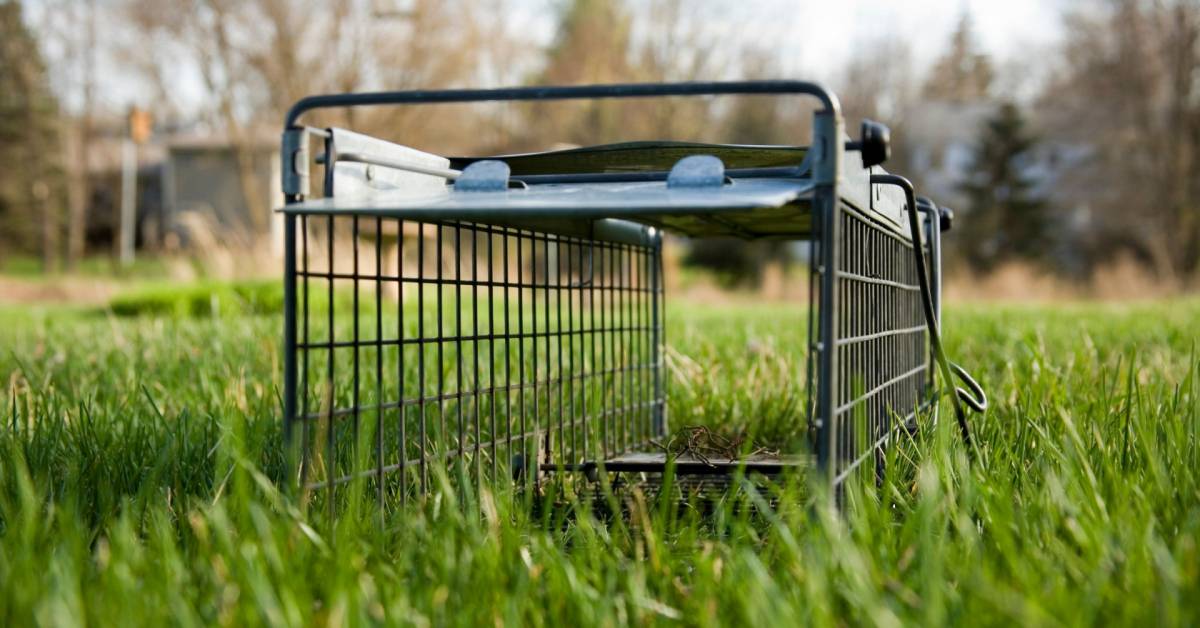 The Best Live Trap For Raccoons In 2025: Purchasing Guidance