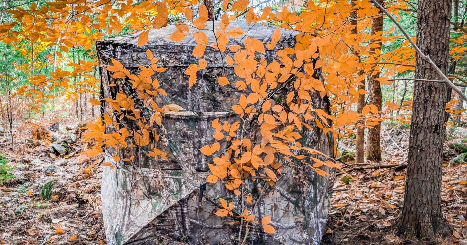 The Best Portable Ground Blind To Buy You Should Know In 2026