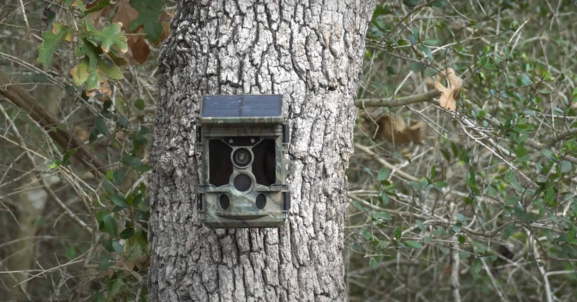The Real Time Trail Cam - Complete Buying Guide 2026